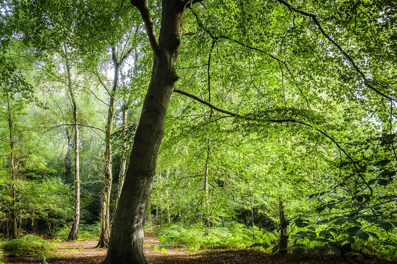 200+ kostenlose Waldlandschaft und Wald-Bilder - Pixabay