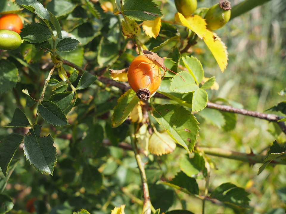 Haegen Heép Hiffen - Free photo on Pixabay