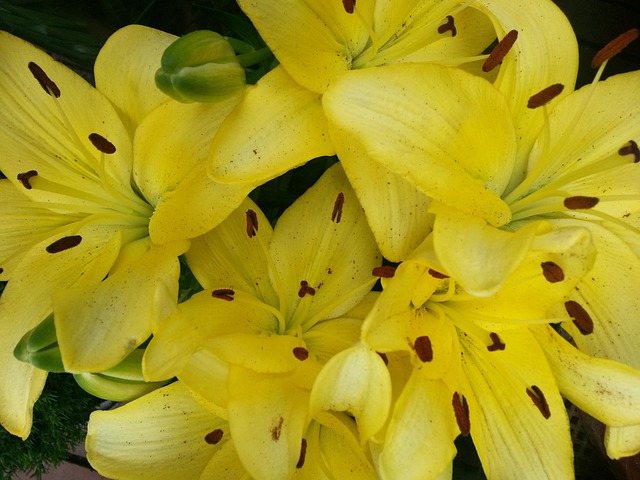 Yellow Symphony Blossom - Free photo on Pixabay