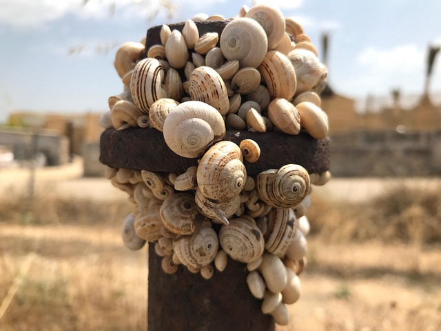 Caramujos Inseto Concha - Foto gratuita no Pixabay - Pixabay