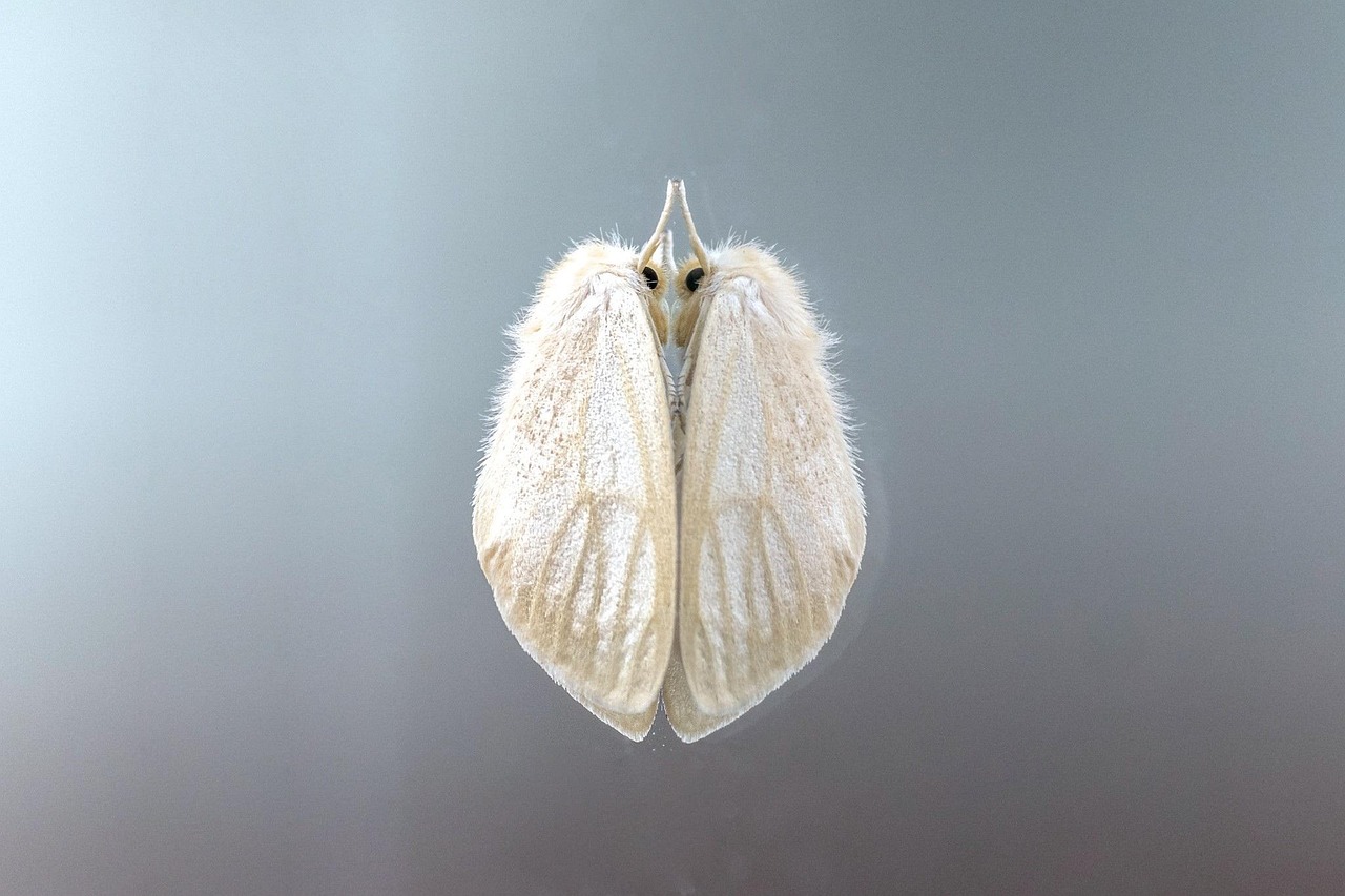 Moth Insect Reflection - Free photo on Pixabay