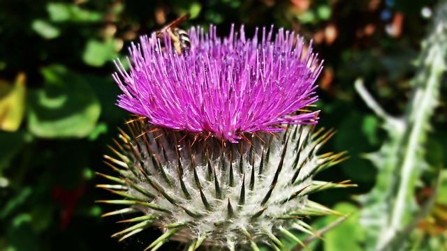 Cardo Flor Picos - Foto gratis en Pixabay - Pixabay