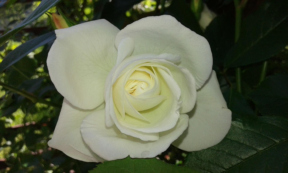 Rose Blanche Fleur - Photo gratuite sur Pixabay - Pixabay
