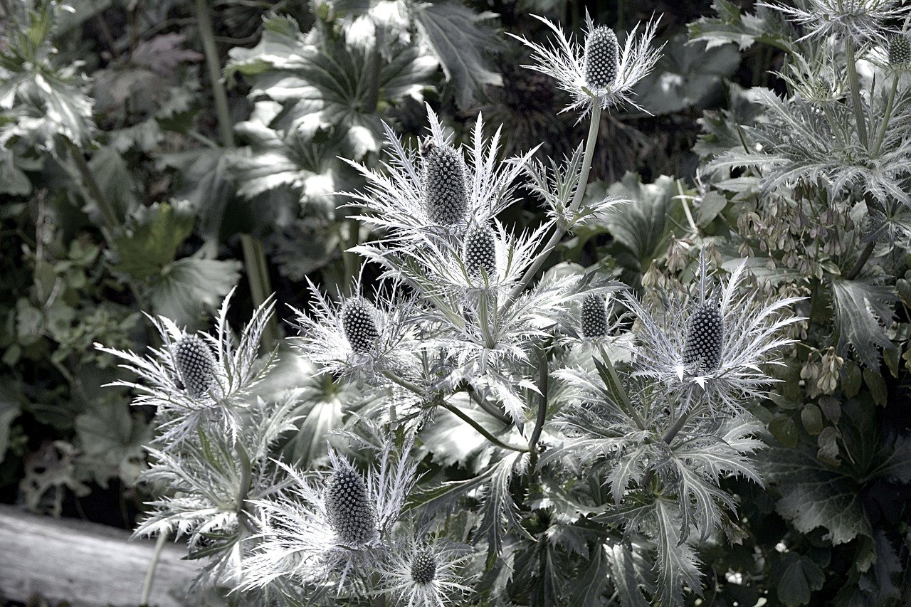 The Alpine Eryngo Blue Thistle - Free photo on Pixabay - Pixabay