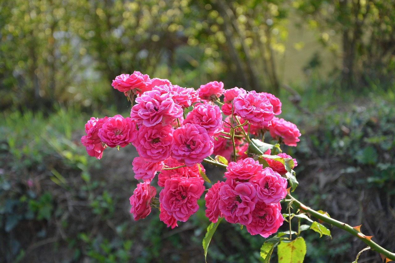 Roses Rosebush Plugged Green - Free photo on Pixabay - Pixabay