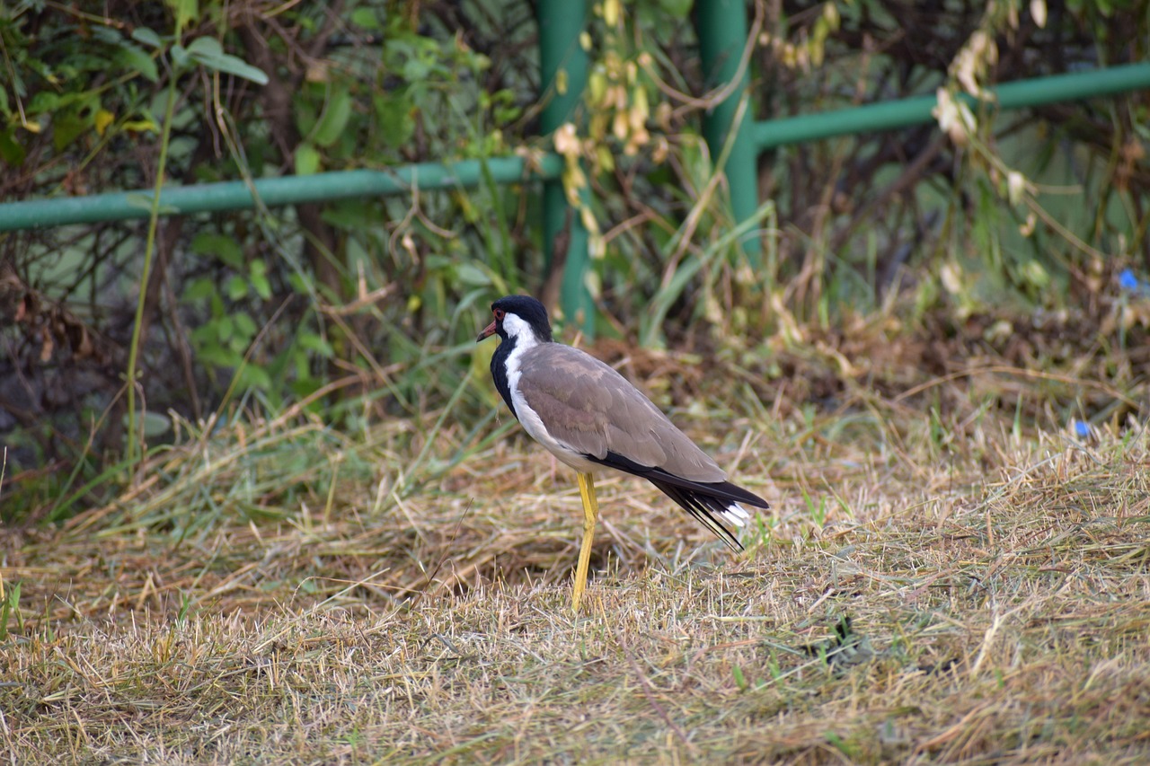 Red-Wattled Lapwing Wader Bird - Free photo on Pixabay - Pixabay