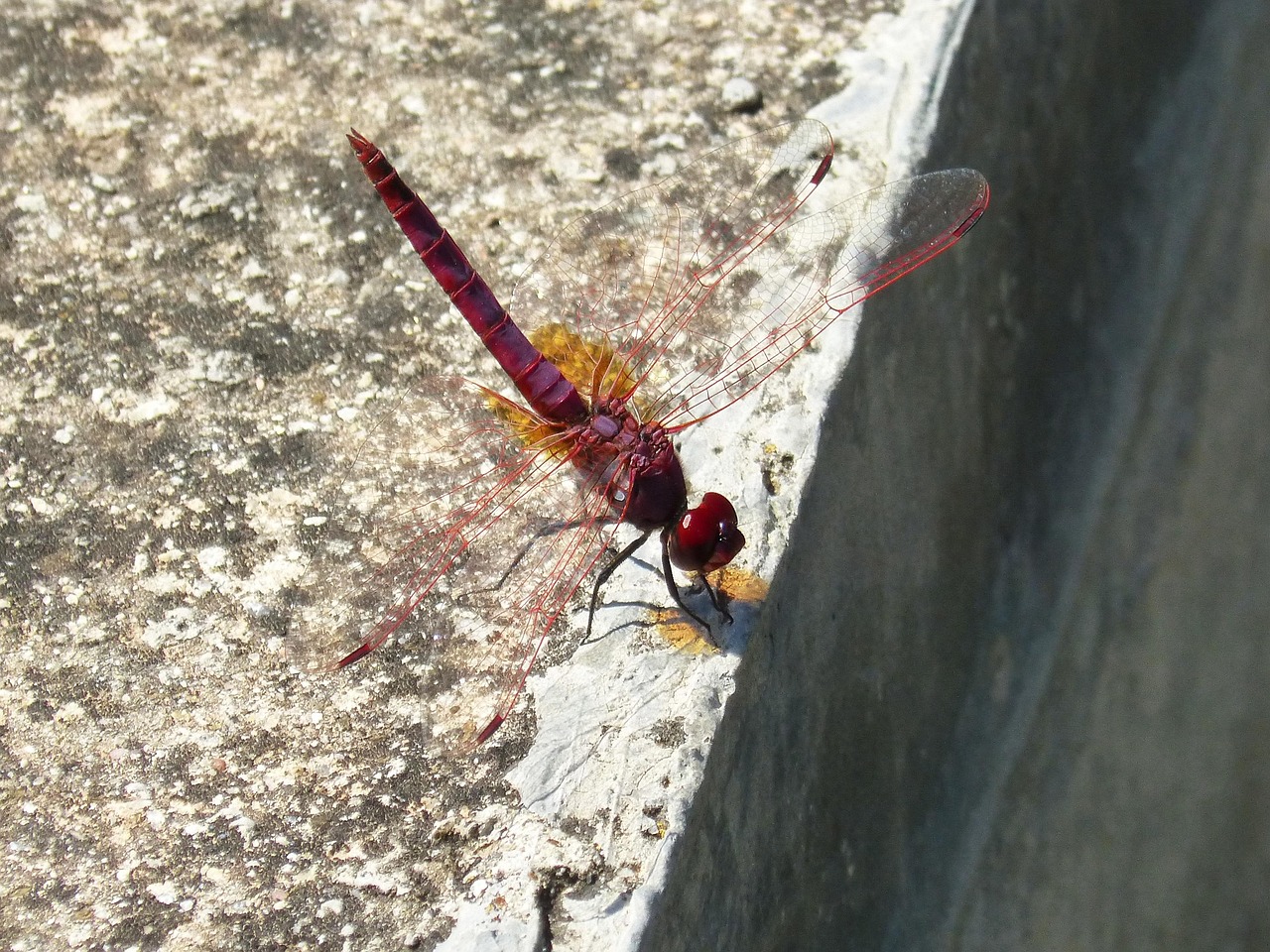 Pipe Vinous Dragonfly Purple - Free photo on Pixabay