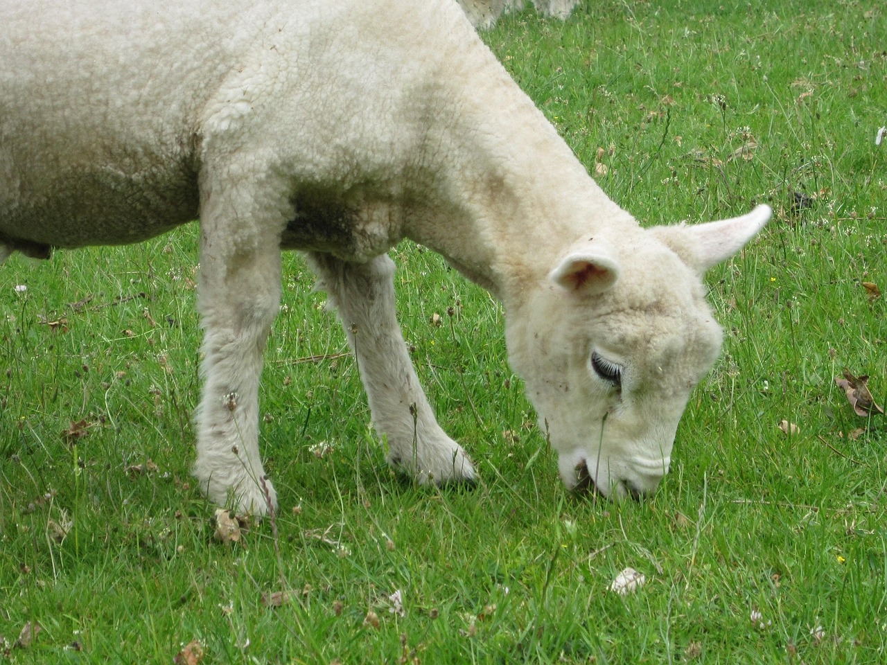 10,000+ Free Baby Lamb & Lamb Images - Pixabay