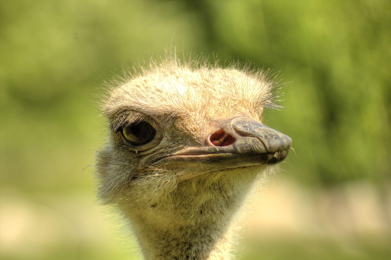 Ostrich Struthio Camelus Ratite - Free photo on Pixabay - Pixabay