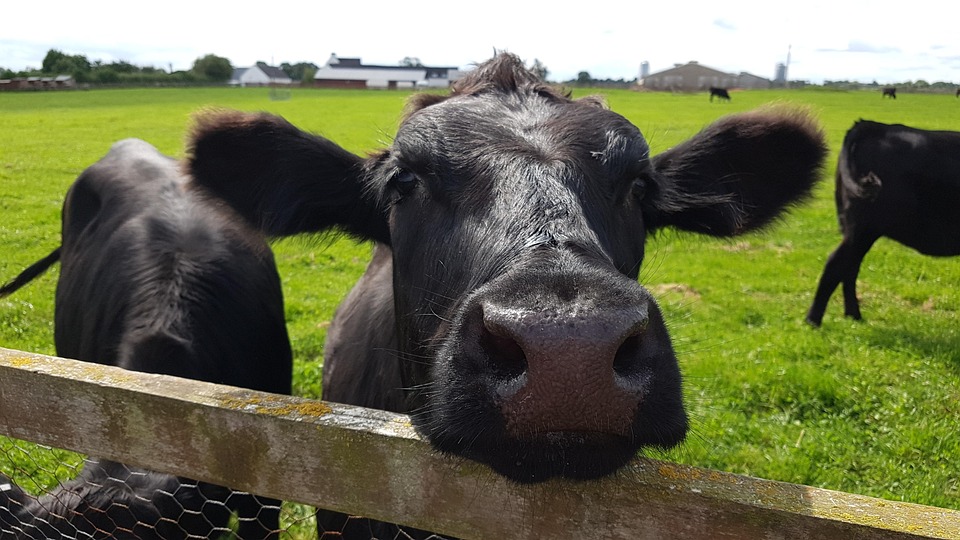 Animal Cow Farm - Free photo on Pixabay