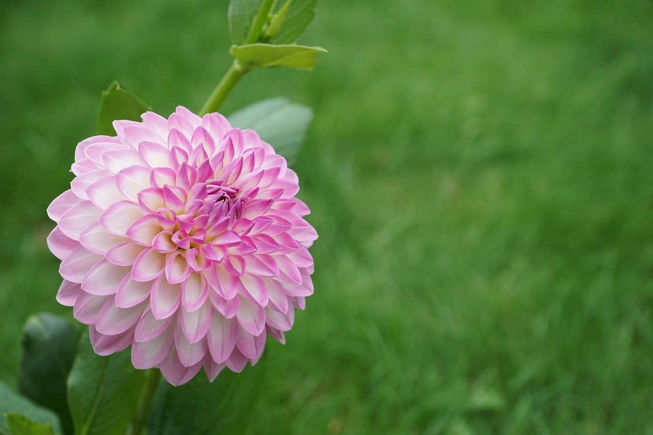 Bunga Padang Rumput Kebun - Foto gratis di Pixabay - Pixabay