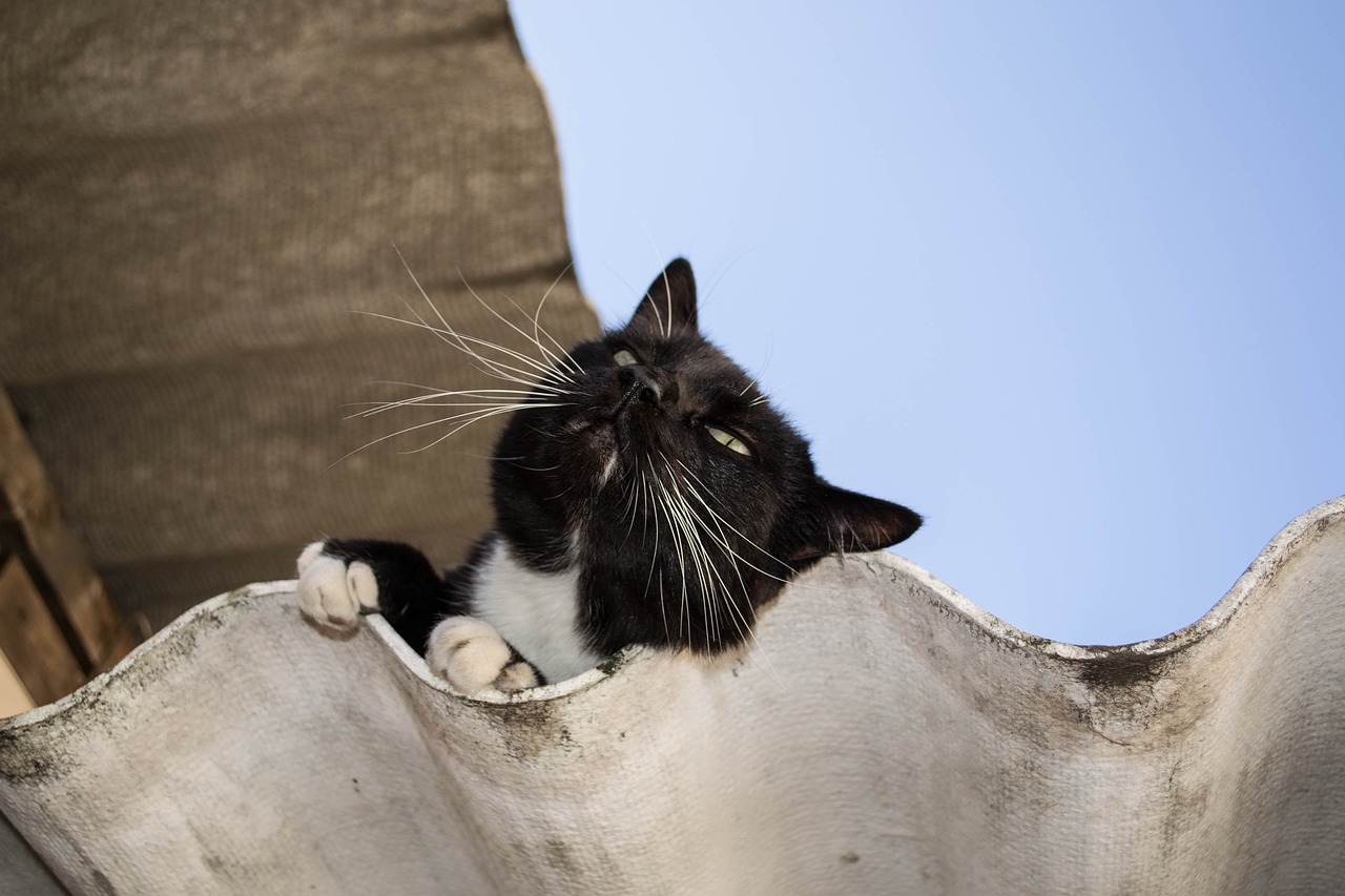 Chat Noir Gato Preto Animal - Photo gratuite sur Pixabay - Pixabay