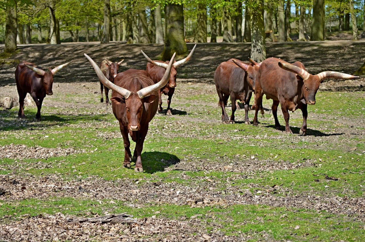 Buffalo Cow - Free photo on Pixabay