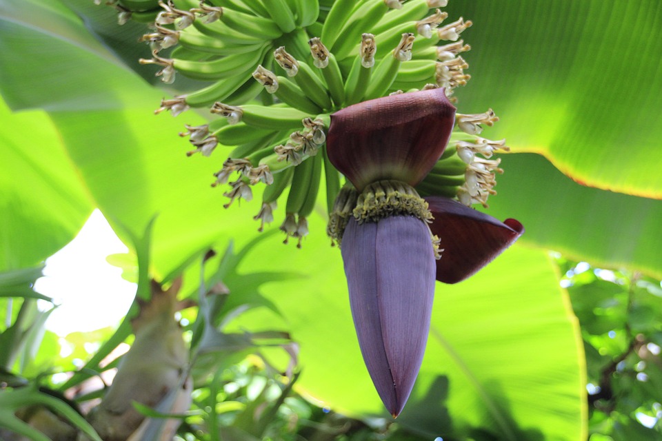 Bananenstaude Bananen - Kostenloses Foto auf Pixabay