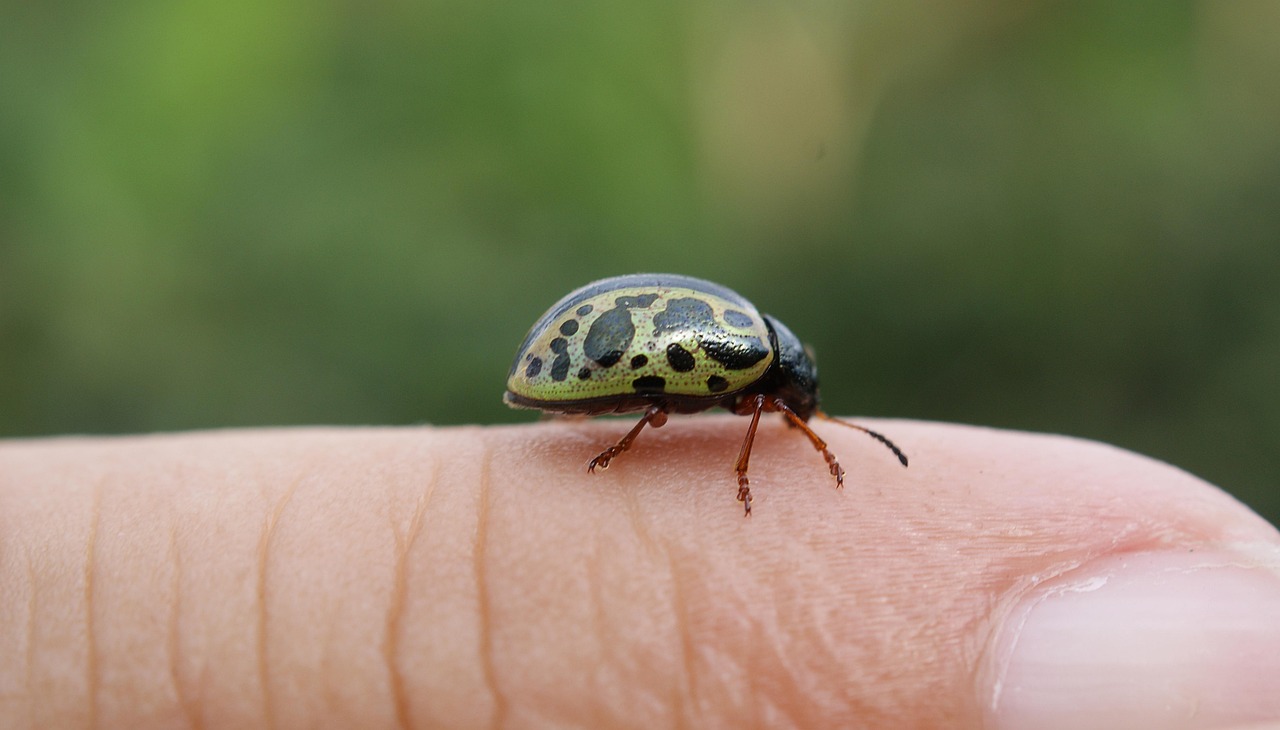 Naturaleza Insecto Mariquita - Foto gratis en Pixabay - Pixabay