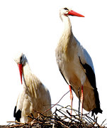 Kostenloses Foto: Weißstorch, Klapperstorch, Adebar - Kostenloses Bild ...