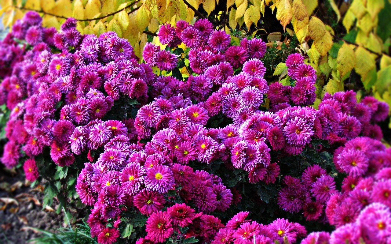 Flores Jardim Verão - Foto gratuita no Pixabay - Pixabay