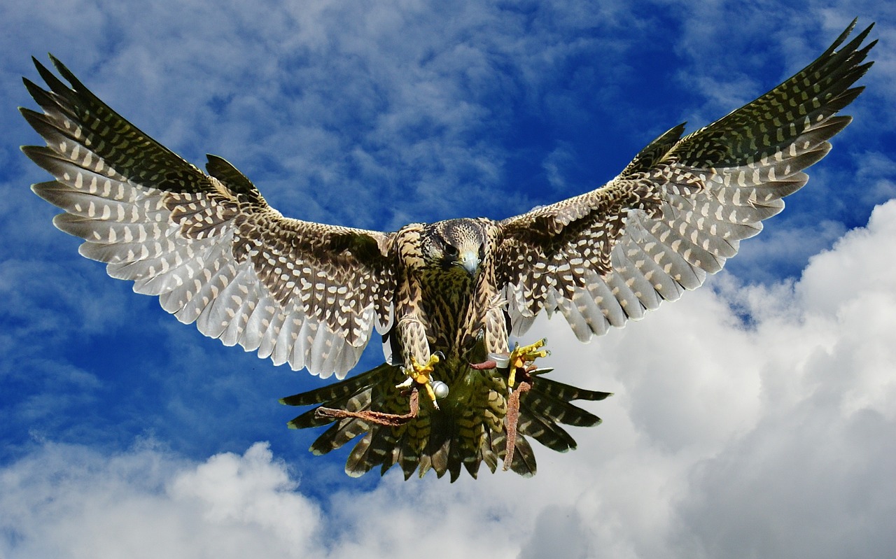 Falcon Approach Prey - Free photo on Pixabay - Pixabay