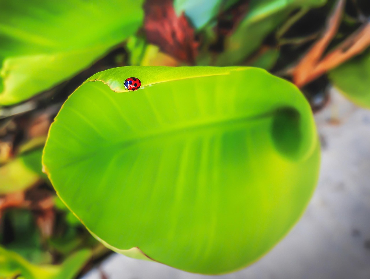 100,000+ Free Lady-Bird & Ladybug Images - Pixabay