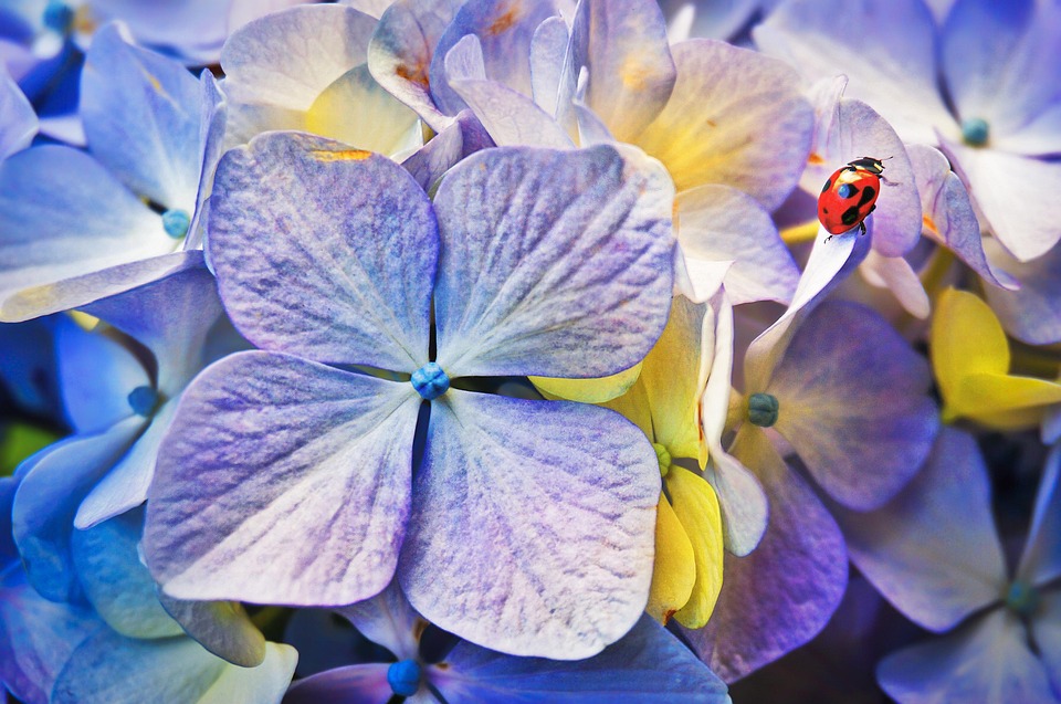 Ladybird Flowers Garden - Free photo on Pixabay