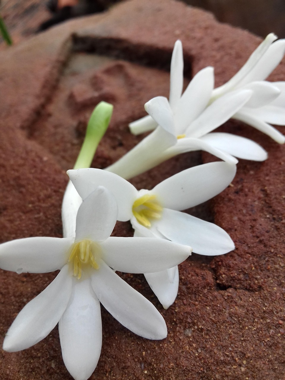 The One Jasmine - Free photo on Pixabay - Pixabay