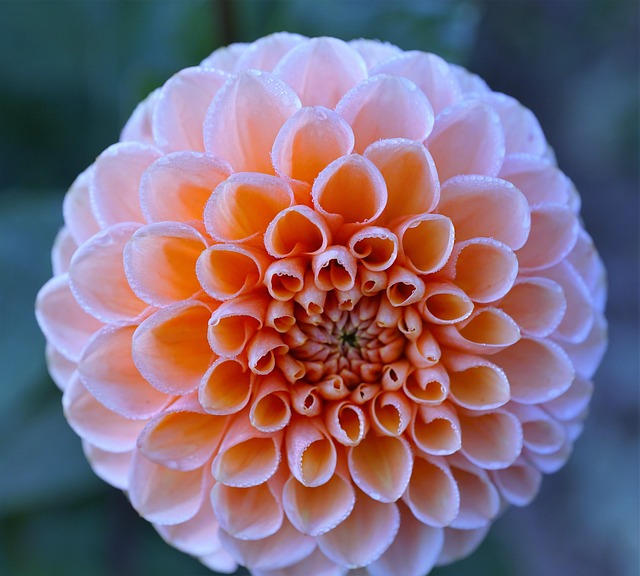 Flower Rose Round - Free photo on Pixabay - Pixabay