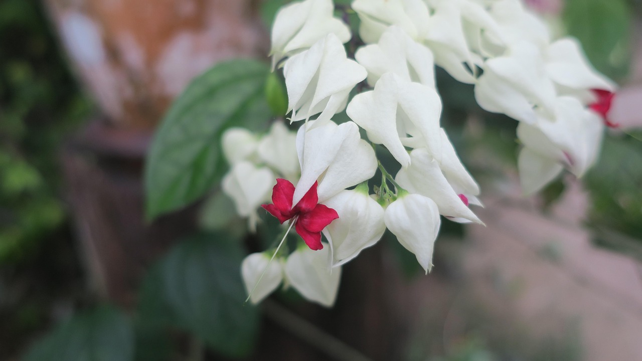 Fleurs La Nature Blanches - Photo gratuite sur Pixabay - Pixabay