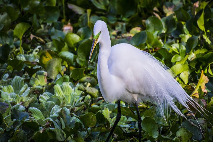 100+ Free Great Egret & Bird Images - Pixabay