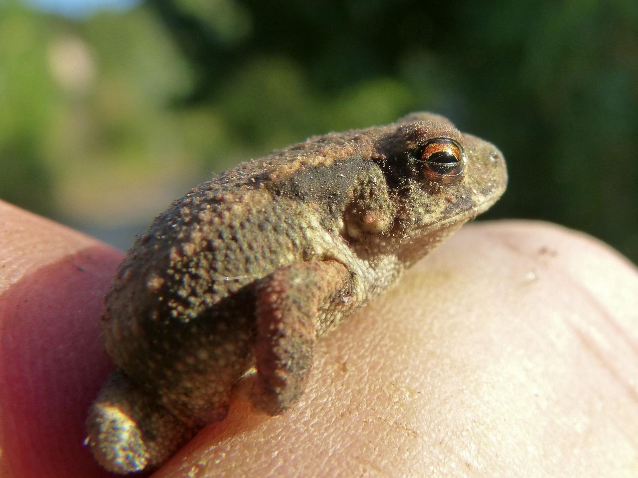 Toad Hand Hunted - Free photo on Pixabay