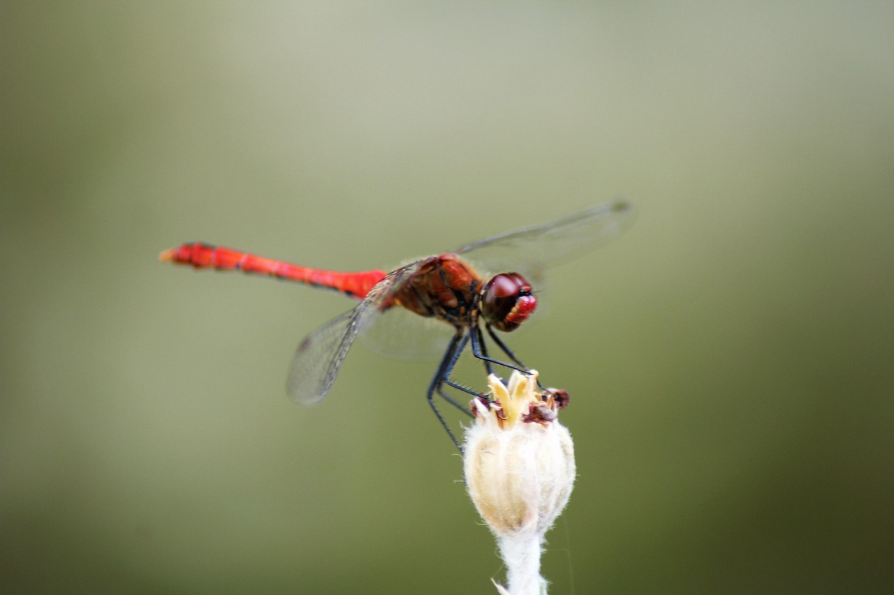 Nature Dragonfly Colors Near - Free photo on Pixabay