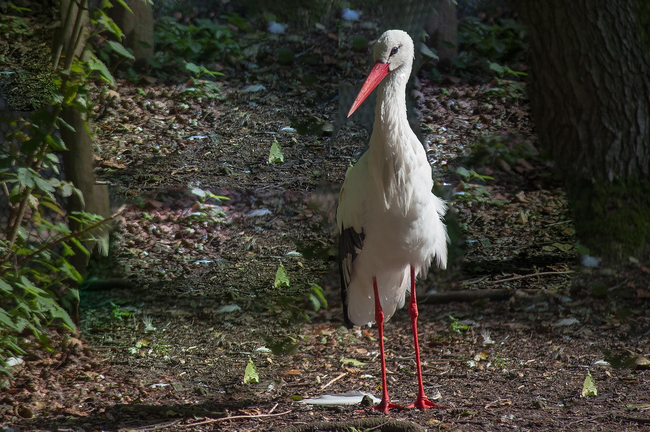 White Stork Wing Beak - Free photo on Pixabay - Pixabay