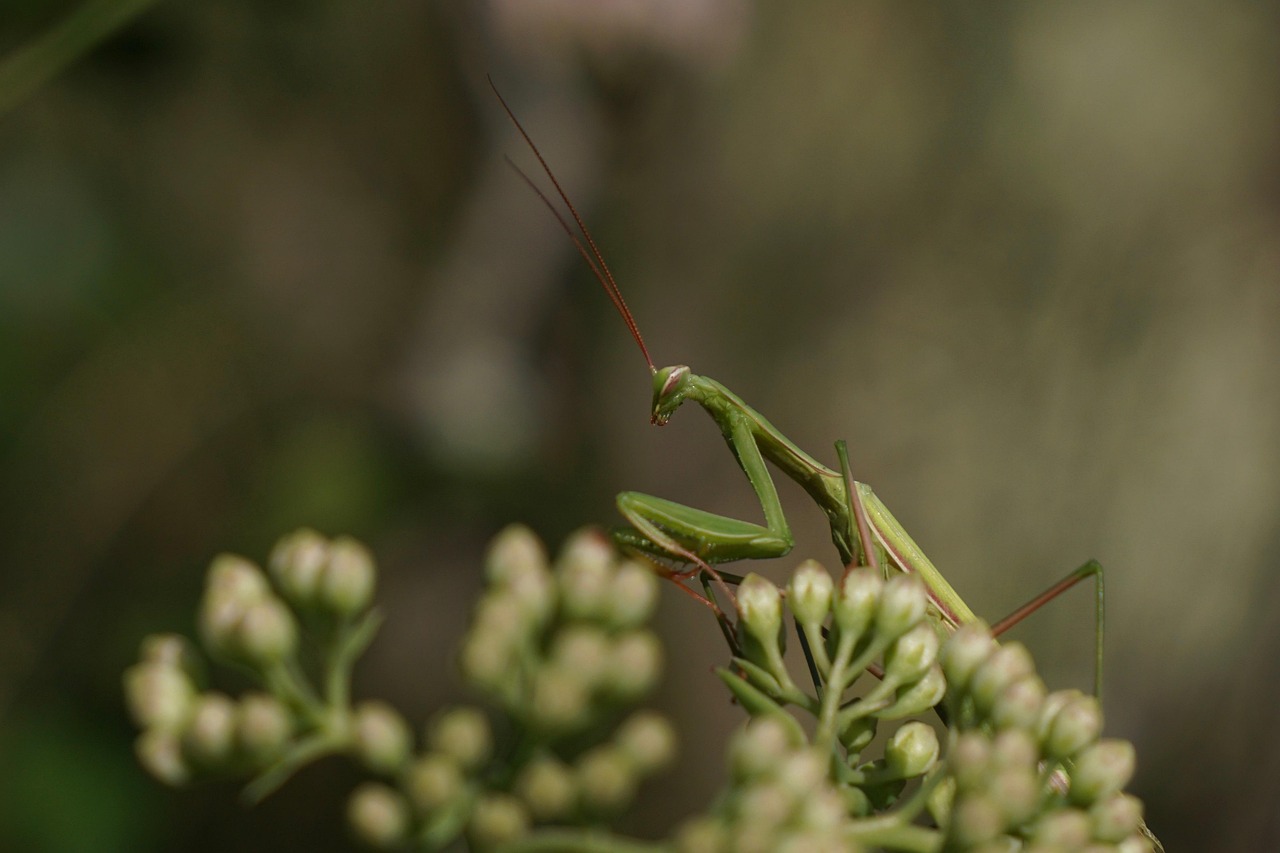 Atrapar Insectos Mantis Mantodea - Foto gratis en Pixabay - Pixabay