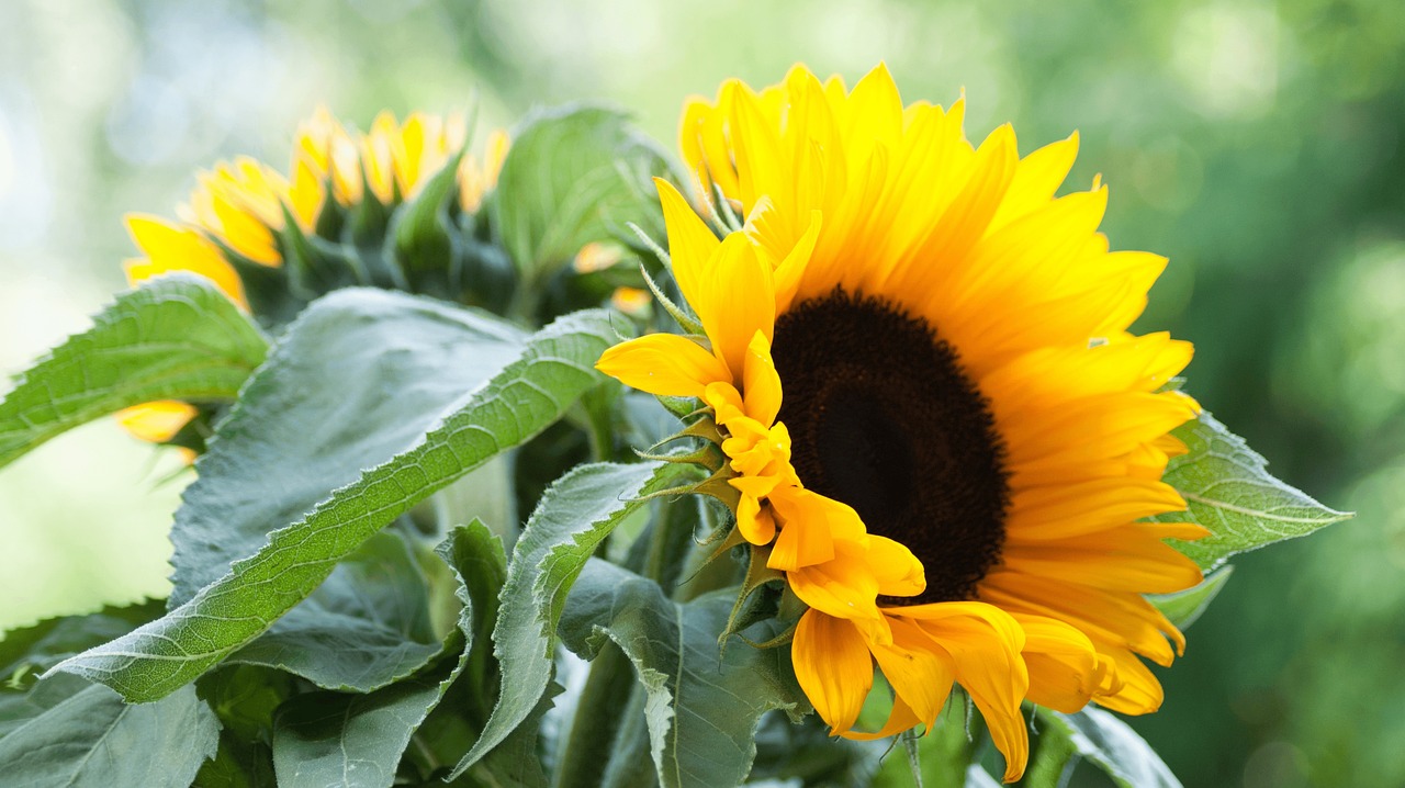 Page 3 - 10,000+ Sunflower Images & Pictures [HD] - Pixabay