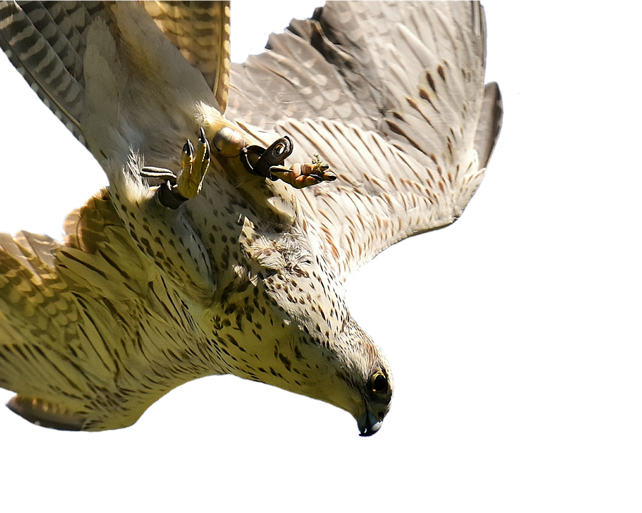 Falcon Approach Prey - Free photo on Pixabay