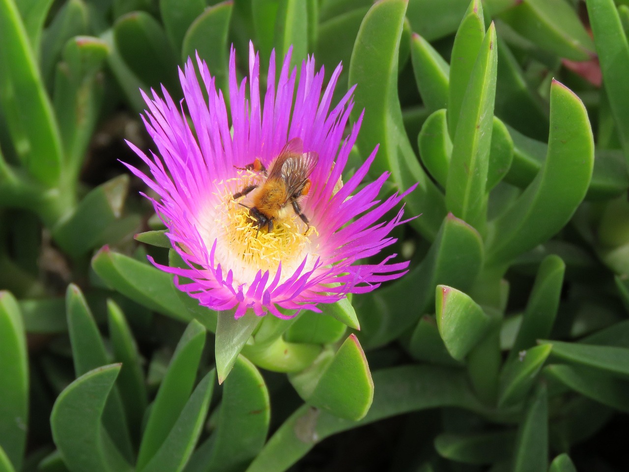 Fleur Abeille Butiner - Photo gratuite sur Pixabay - Pixabay