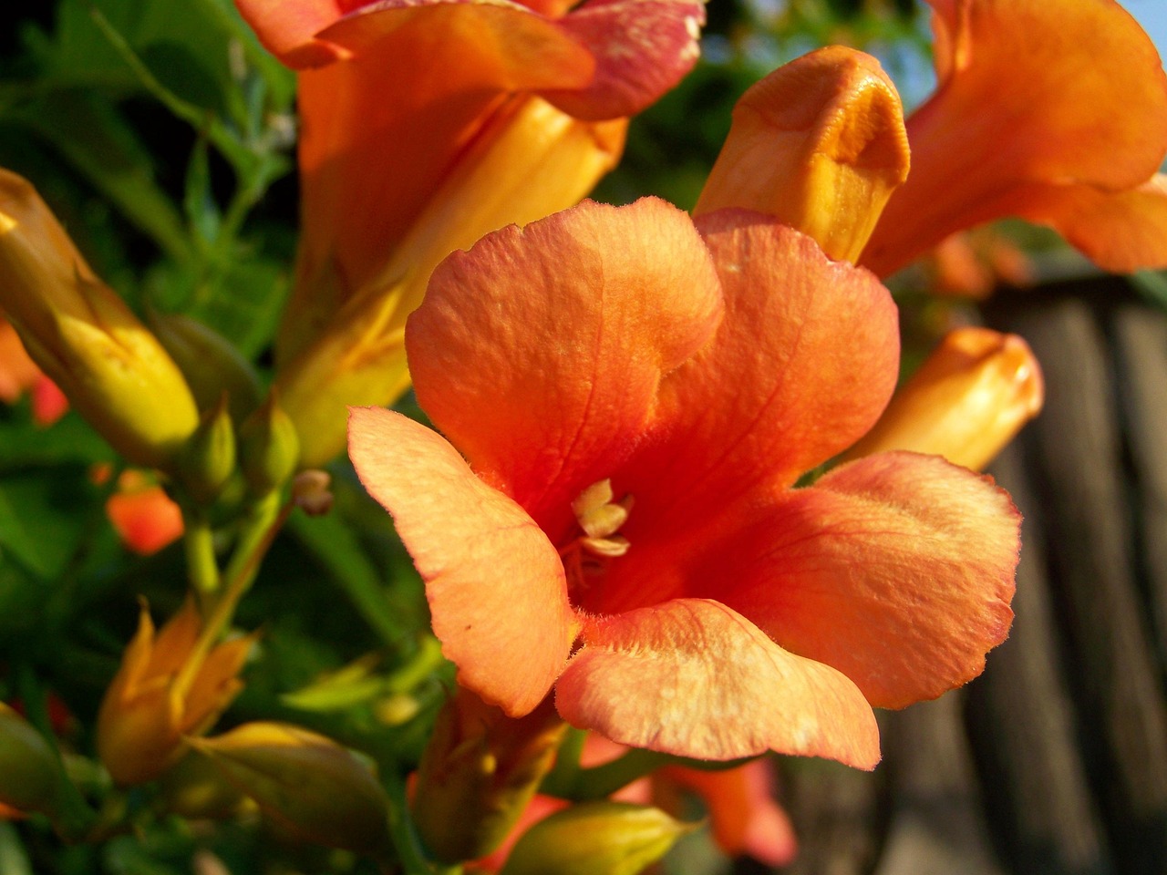 Sangkakala Folyondár Orange - Foto gratis di Pixabay - Pixabay