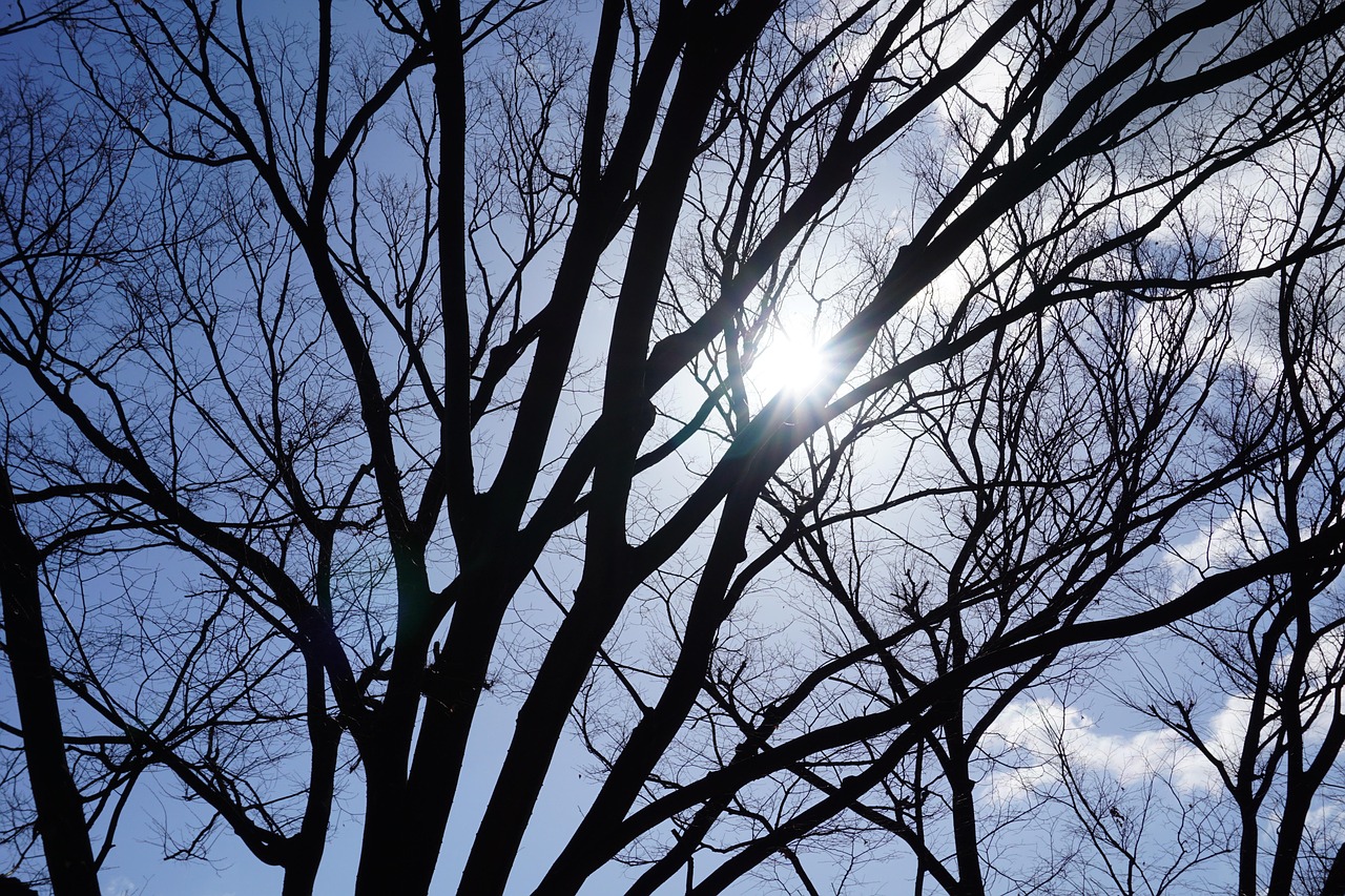 Baum Zweig - Kostenloses Foto auf Pixabay - Pixabay