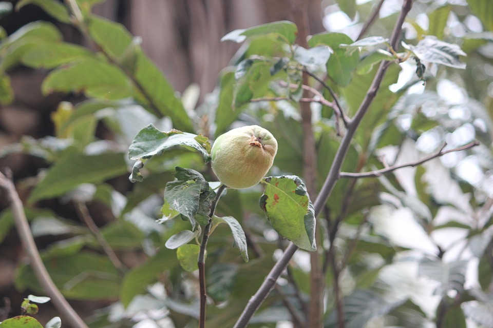 Planta Membrillo Nuevo - Foto gratis en Pixabay - Pixabay