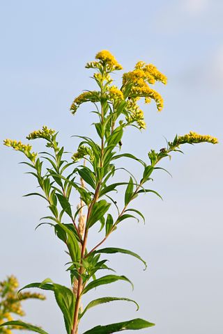 60+ Free Goldenrod & Plant Photos - Pixabay