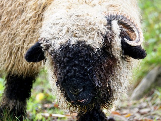 30+ Free Sheep Nose & Sheep Photos - Pixabay