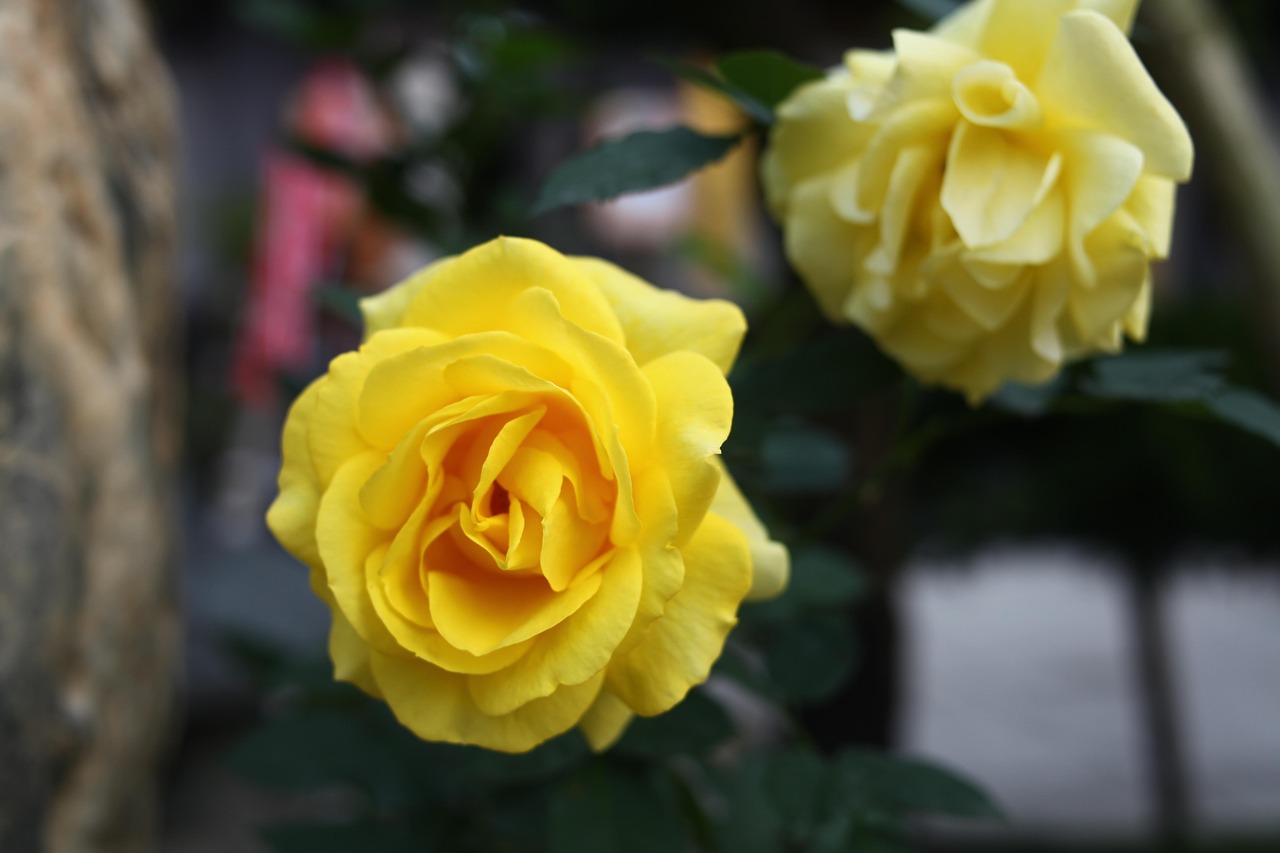 超过 60000 张关于“Bouche Rose”和“Rose”的免费图片 - Pixabay