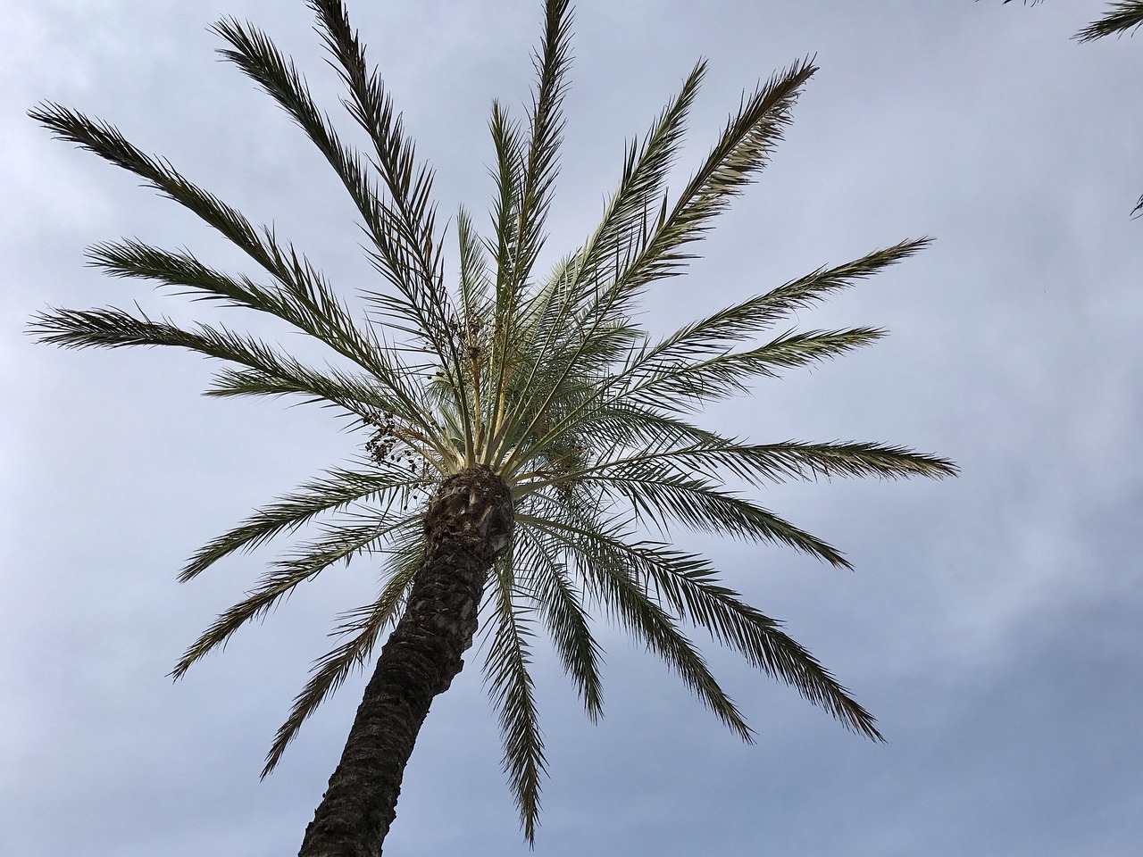 Palm Tree Heaven Clouds - Free photo on Pixabay - Pixabay Palm Tree Heaven Clouds - Free photo on Pixabay - Pixabay