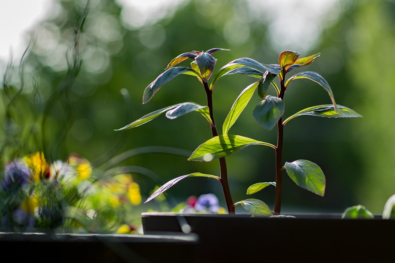 Plant Summer Nature - Free photo on Pixabay - Pixabay