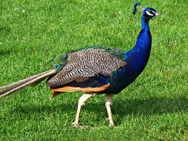 Peacock Bird Nature - Free photo on Pixabay - Pixabay