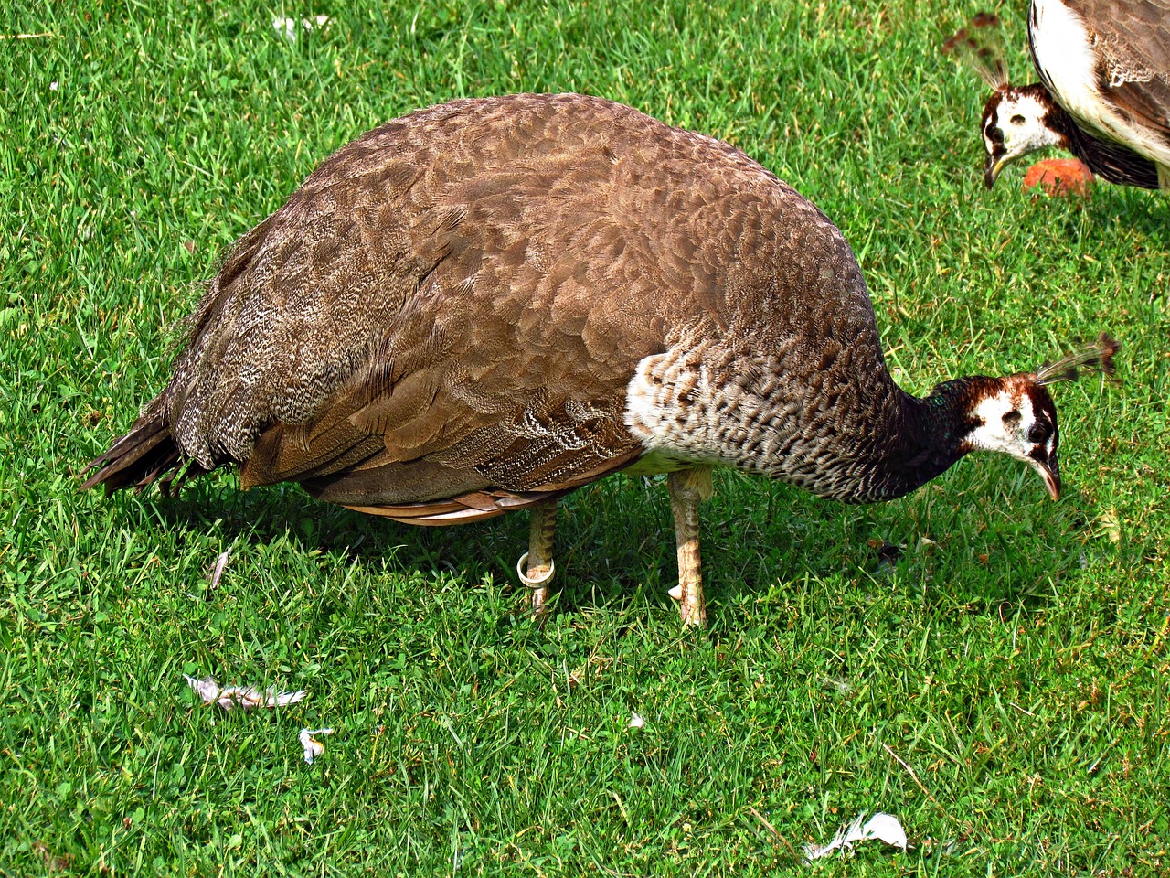 Peacock Bird Nature - Free photo on Pixabay - Pixabay