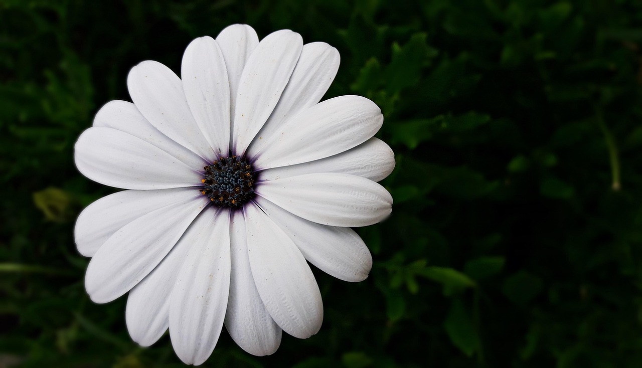 Biel Flower Nature - Free photo on Pixabay
