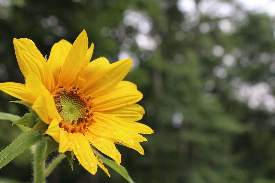 Sunflower Spring Summer Sacred - Free photo on Pixabay - Pixabay
