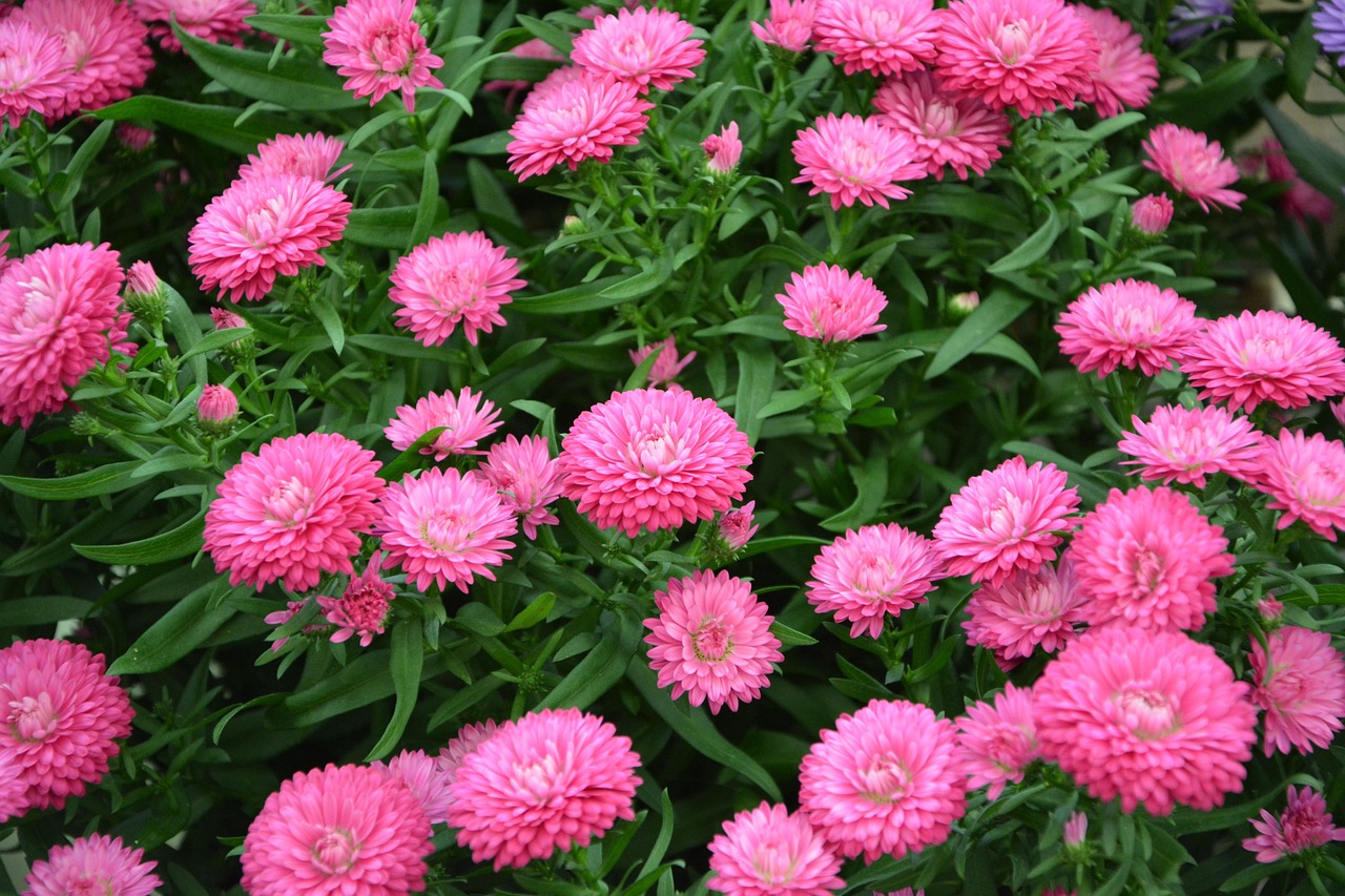 Flowers Pink Color - Free photo on Pixabay - Pixabay
