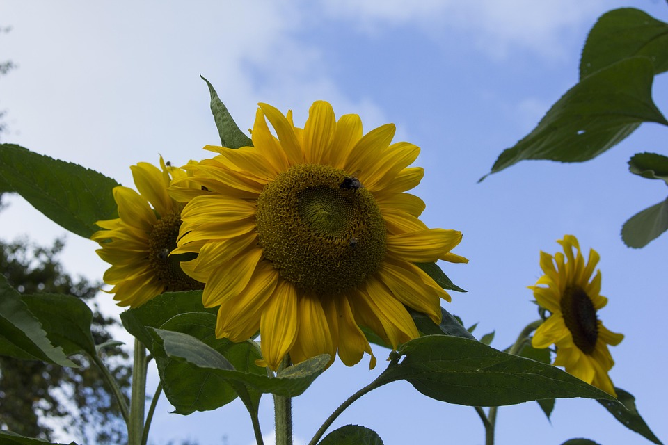 Sunflower Nature Bright - Free photo on Pixabay