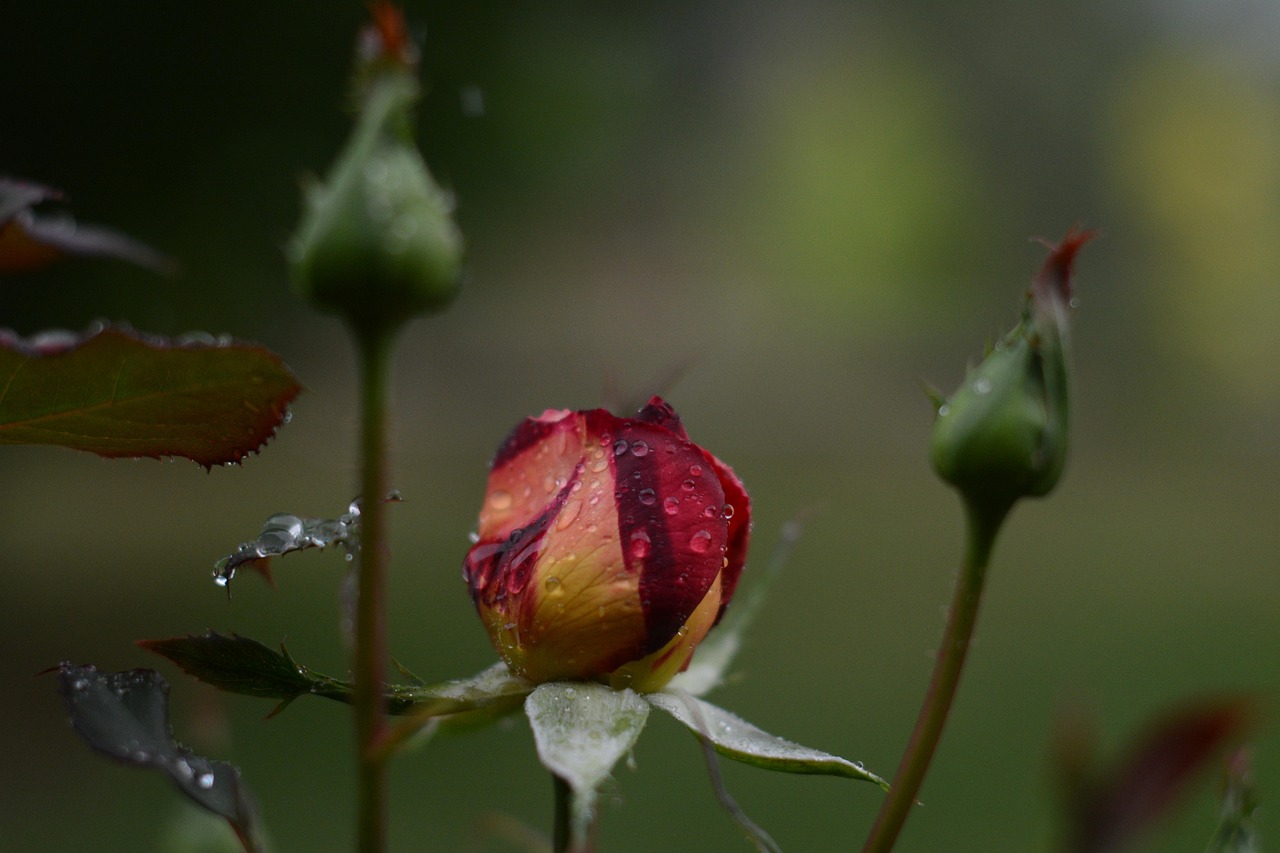 Rose L'Eau Gouttelette - Photo gratuite sur Pixabay - Pixabay